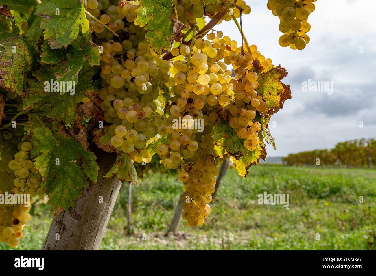 Harvest, Cognac region, Charente, vineyards with rows of ripe ugni ...