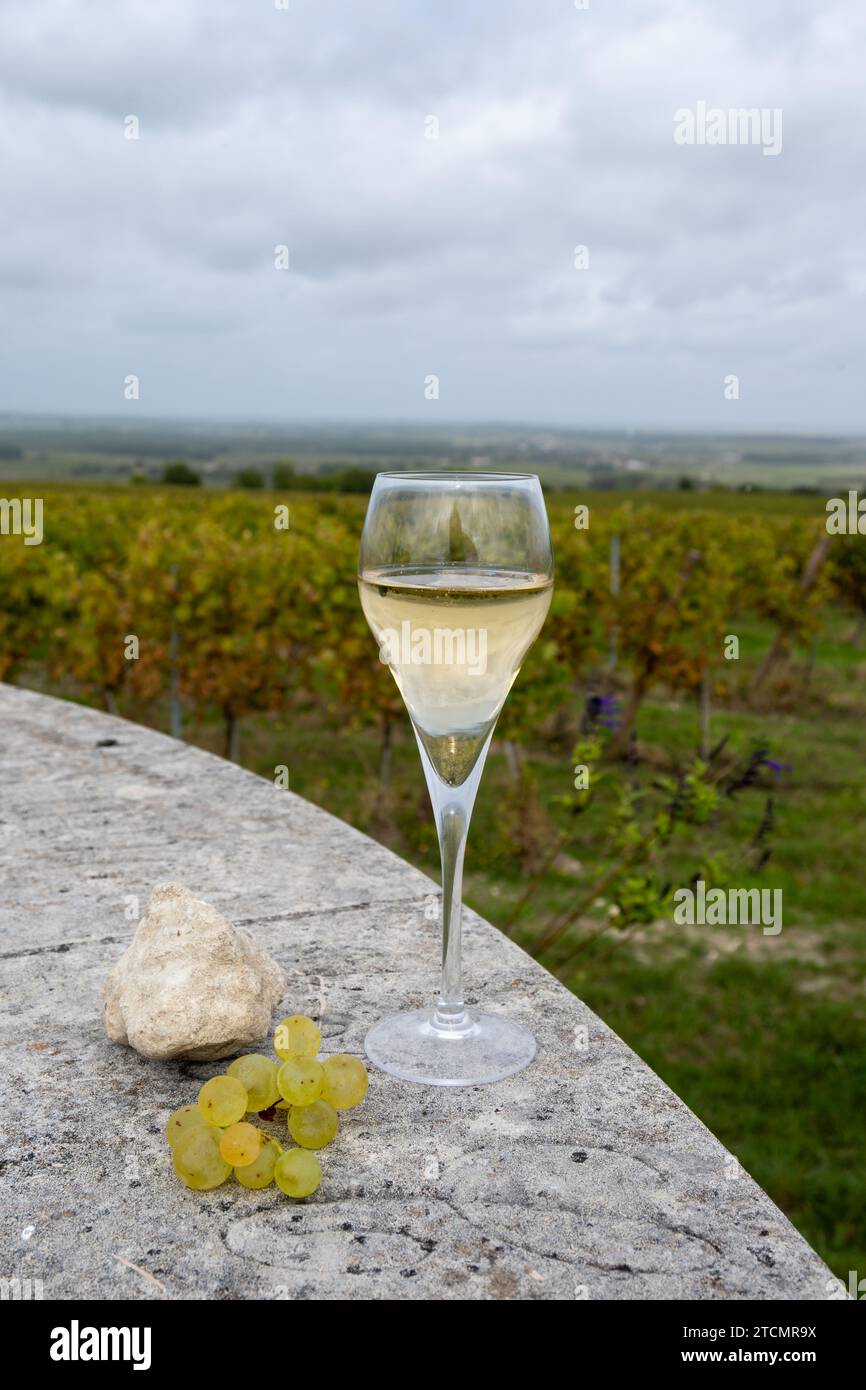 Tasting of grand cru sparkling white wine champagne on vineyard in ...