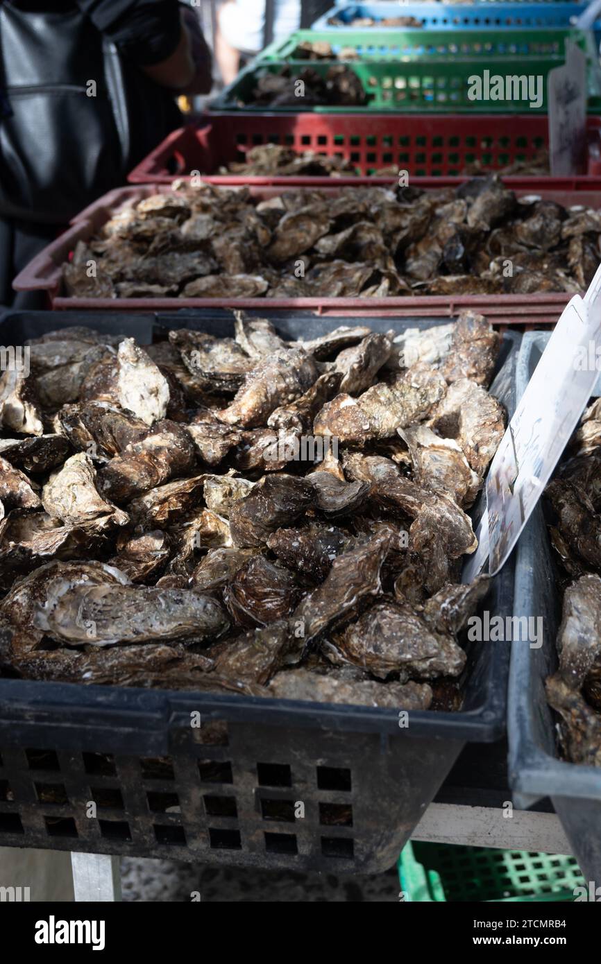 Fresh catch of french Gillardeau oysters molluscs in wooden box ready ...