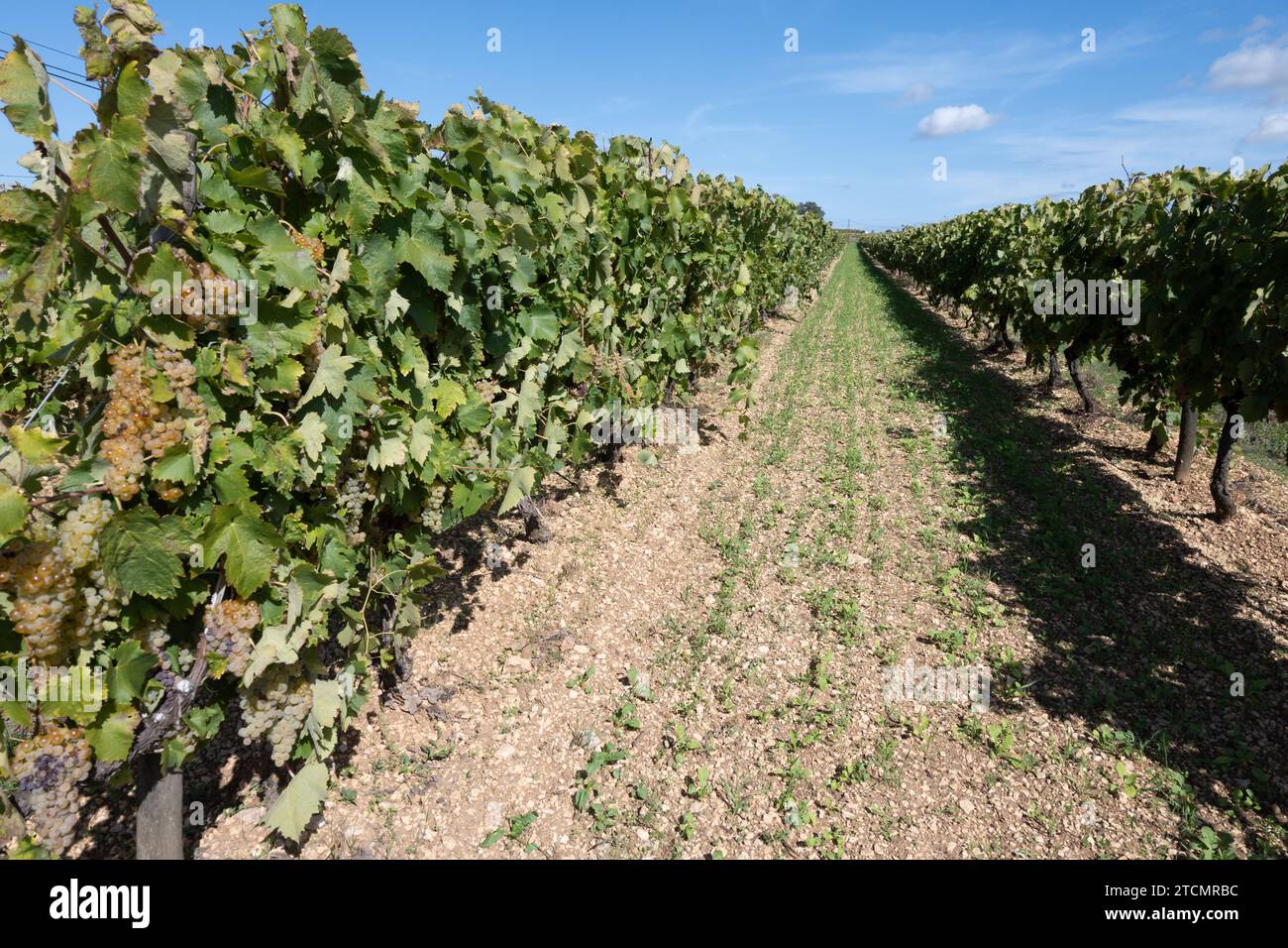 Harvest time in Cognac white wine region, Charente, vineyards with rows ...