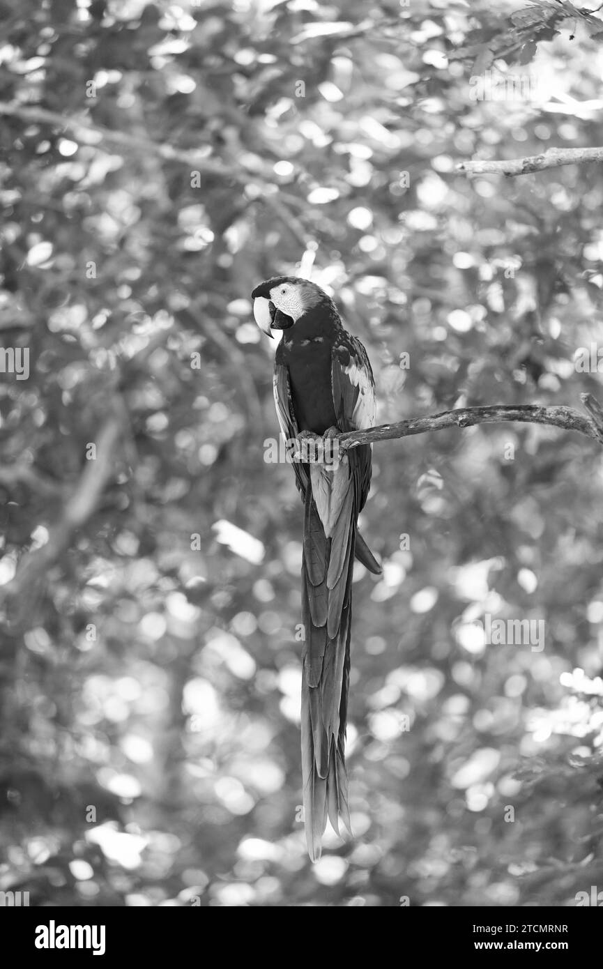 red ara macaw parrot outside. photo of ara macaw parrot in zoo. ara ...
