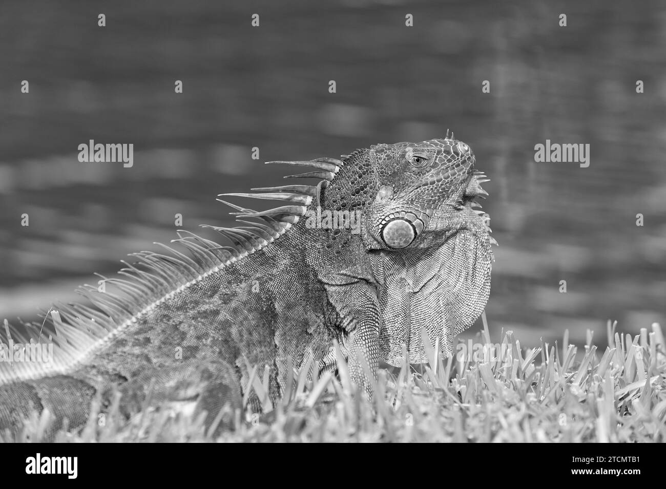 iguana lizard reptile. iguana lizard in wildlife. iguana lizard outside ...