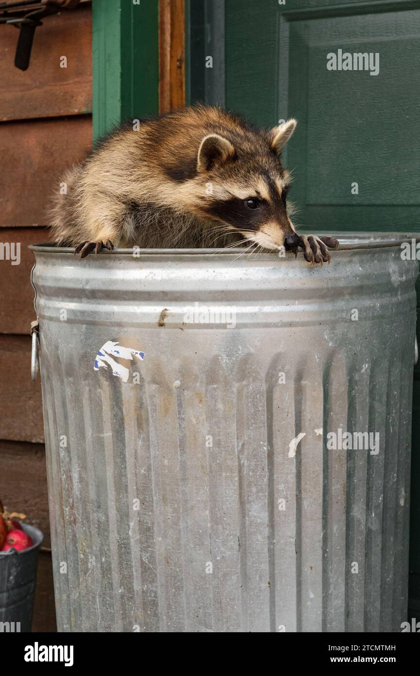 Raccoon (Procyon lotor) Looks Right and Down From Inside of Garbage Can ...