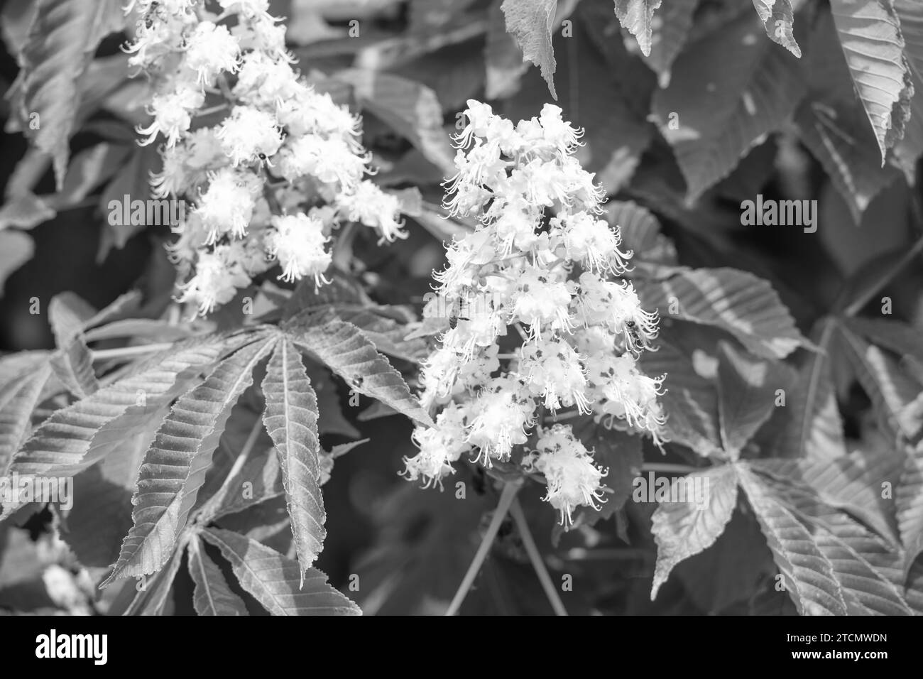 image of chestnuts flower bloom. chestnuts flower bloom. chestnuts ...