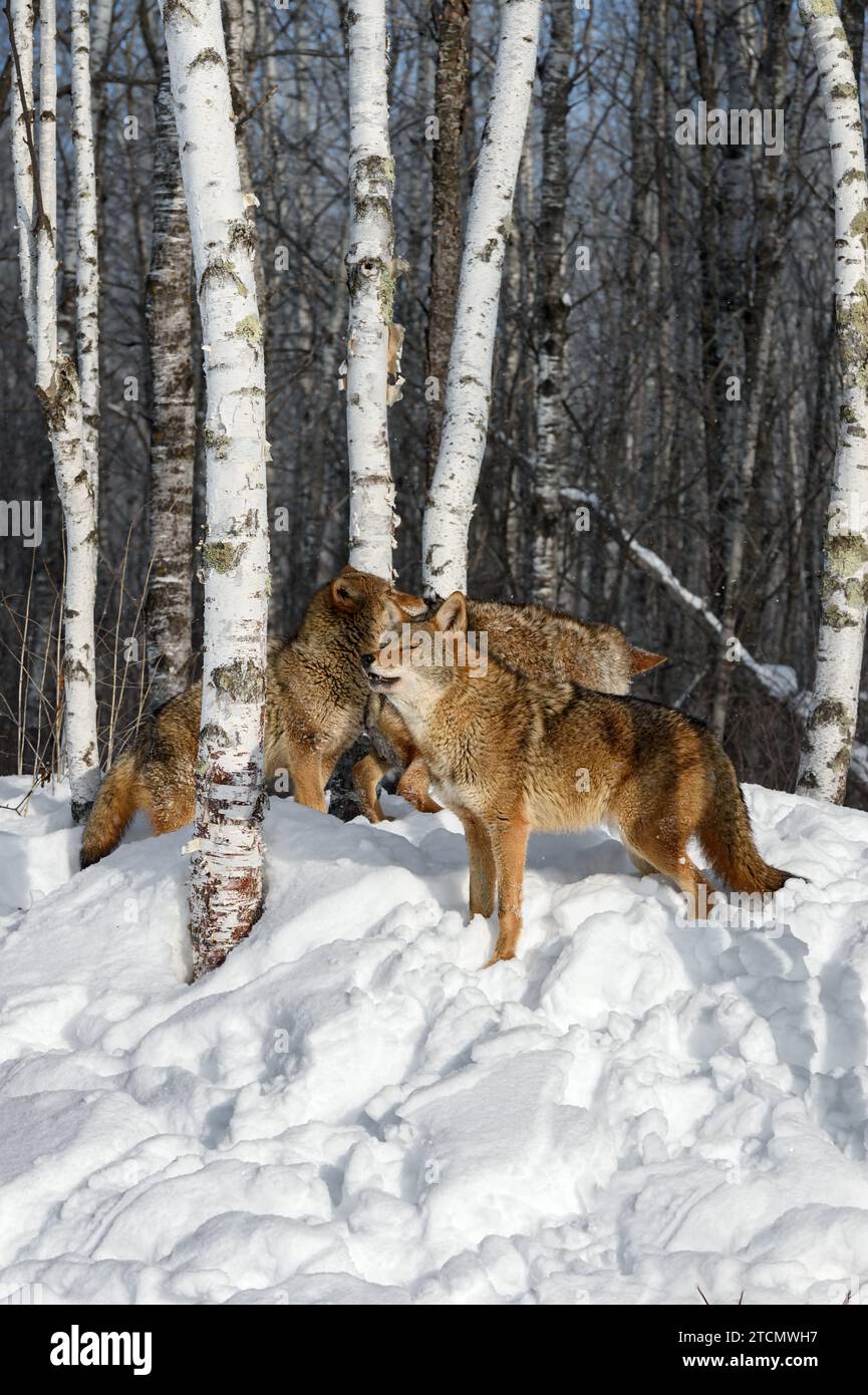 Pack of Coyotes (Canis latrans) Gather Near Birch Trees Winter ...