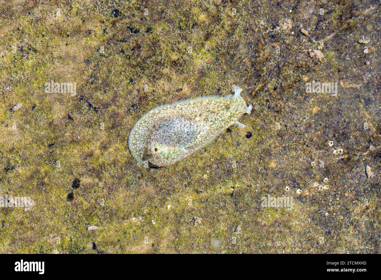 View of a dolabrifera dolabrifera, a type of sea hare or sea slug. This ...