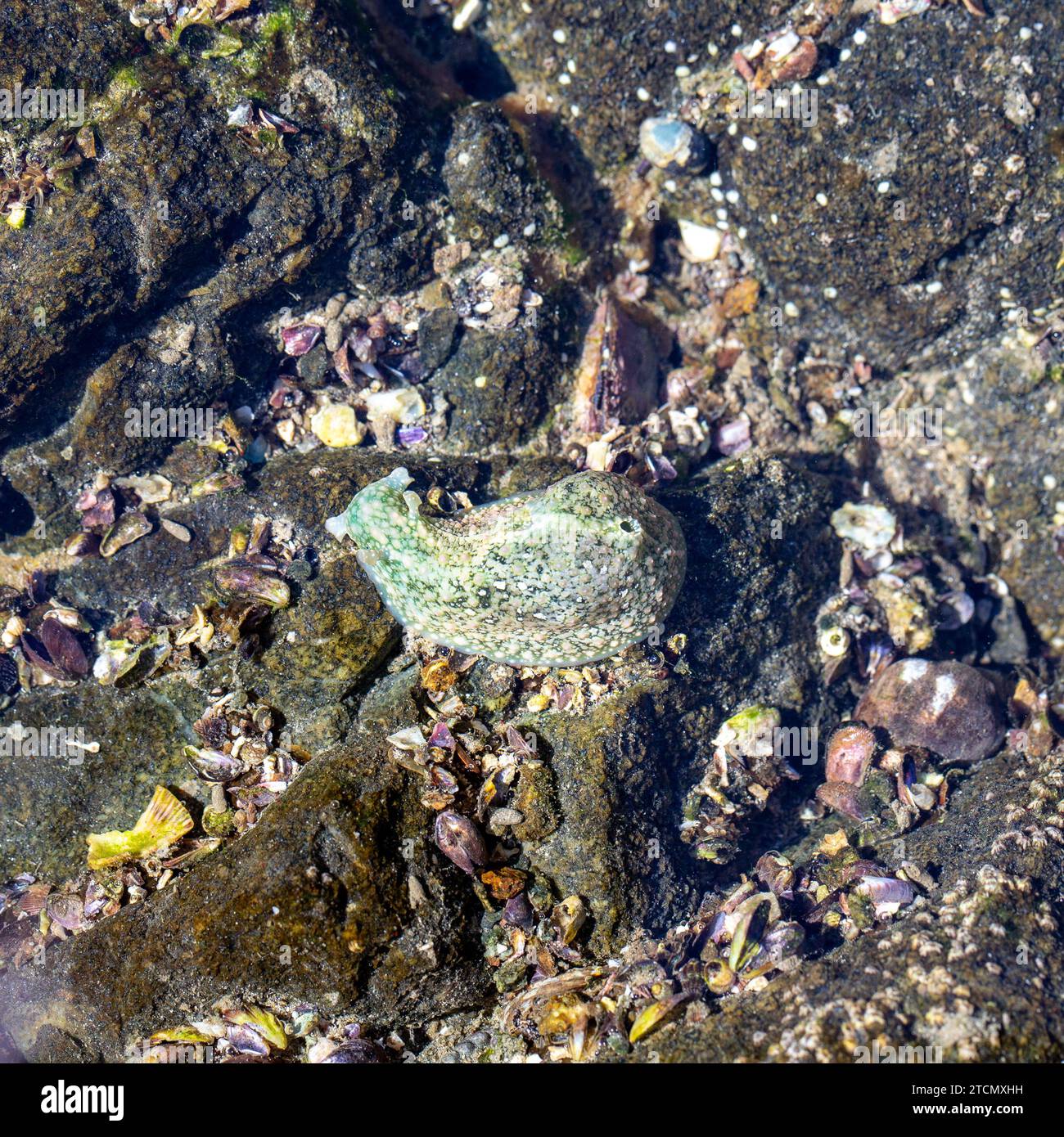 View of a dolabrifera dolabrifera, a type of sea hare or sea slug. This ...