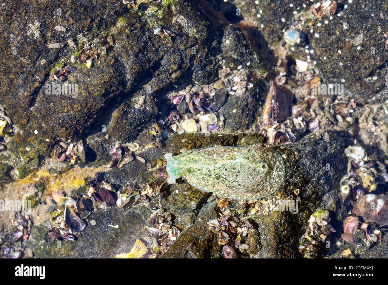 View of a dolabrifera dolabrifera, a type of sea hare or sea slug. This ...