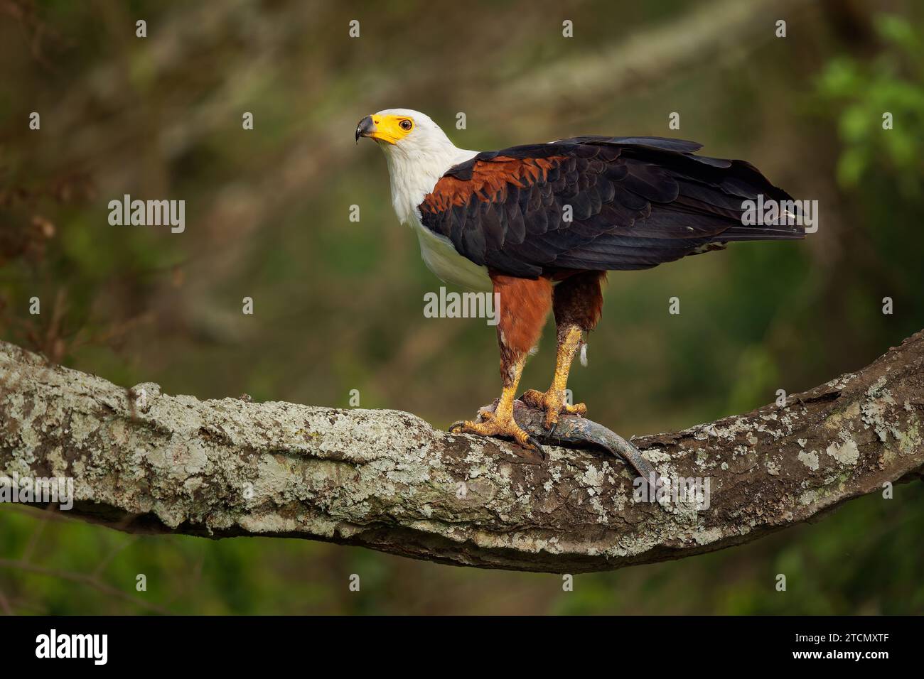 African Fish-eagle Haliaeetus vocifer large white and brown eagle from ...