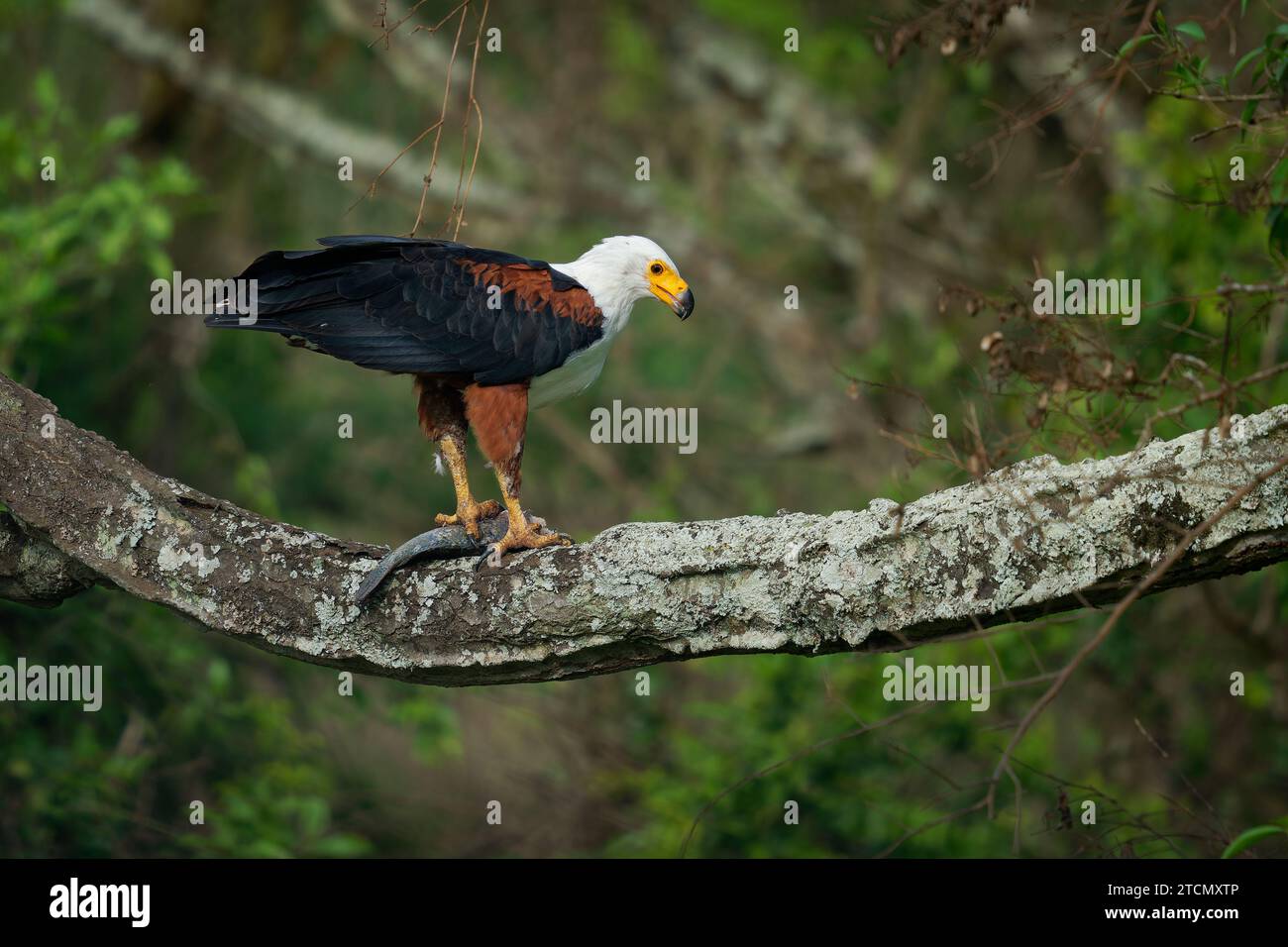 African Fish-eagle Haliaeetus vocifer large white and brown eagle from ...