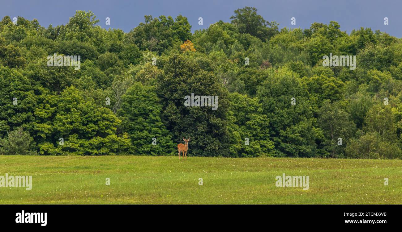 White-tailed buck standing alone in a hayfield in northern Wisconsin ...