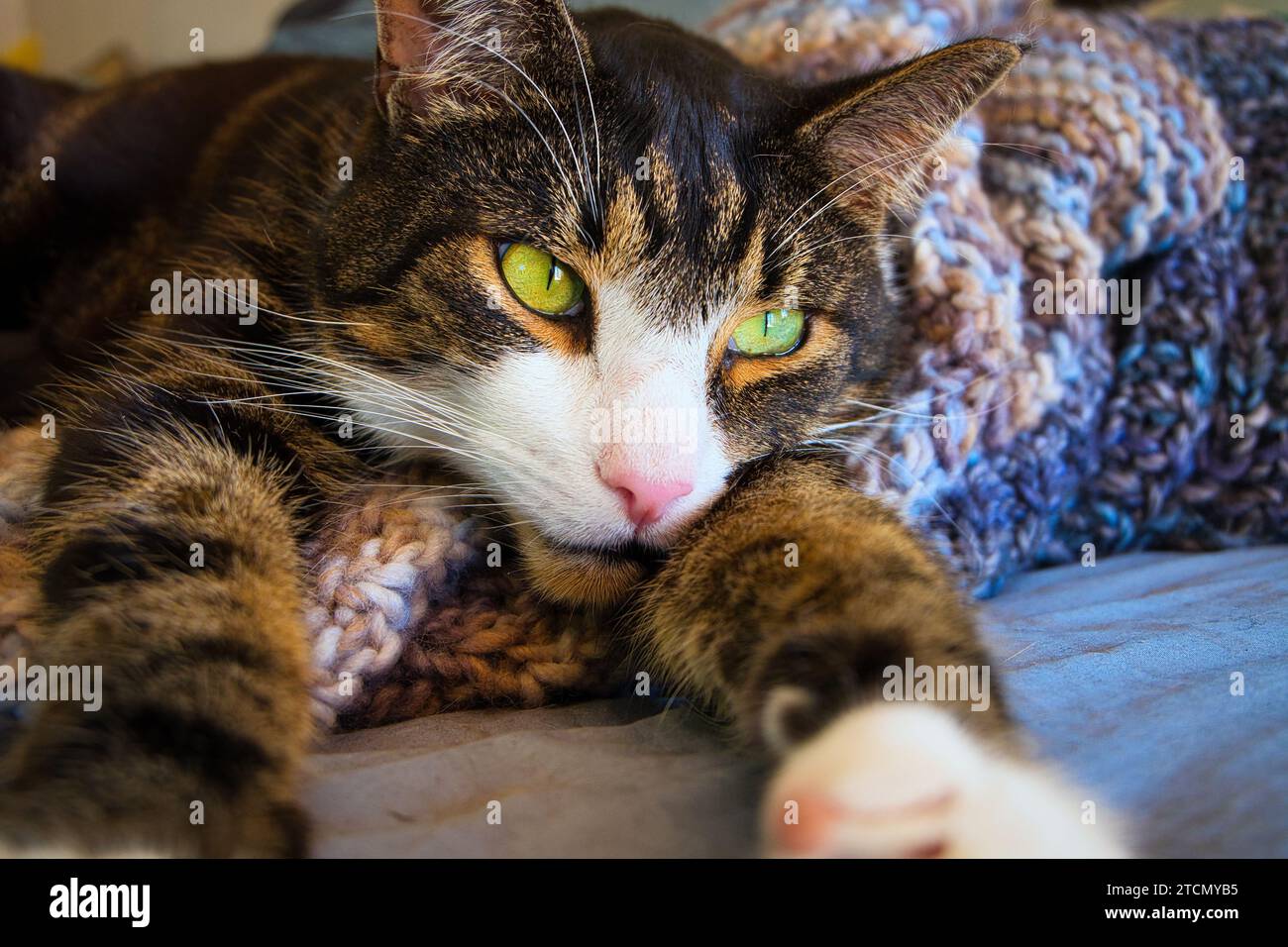 Observant cat hi-res stock photography and images - Alamy