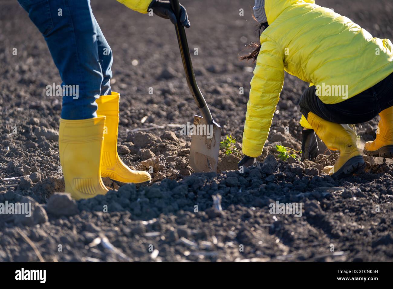 A group of people in bright yellow clothing planting in a garden Stock ...