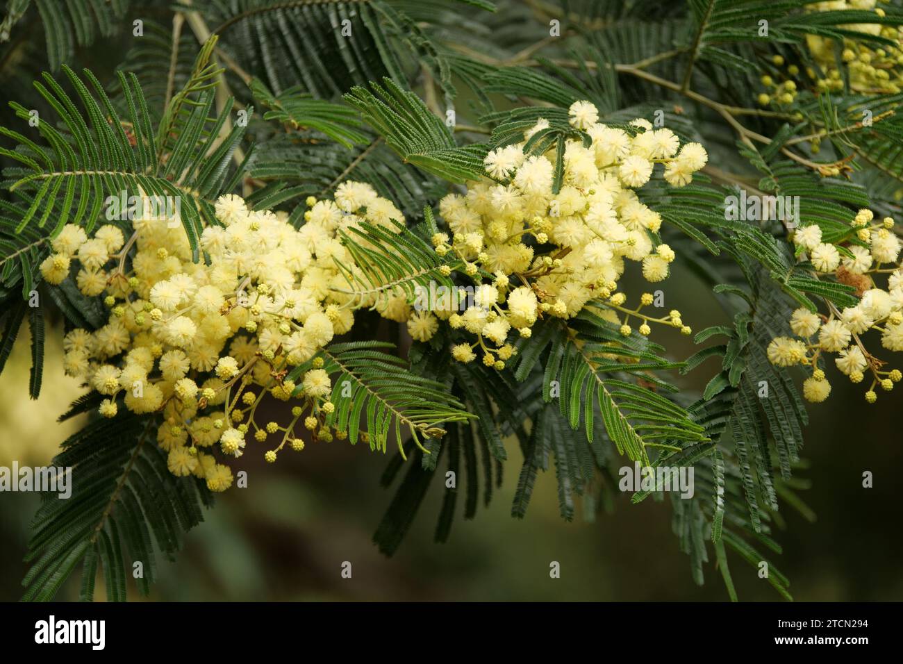 A closeup shot of blooming branches of a black wattle tree Stock Photo ...