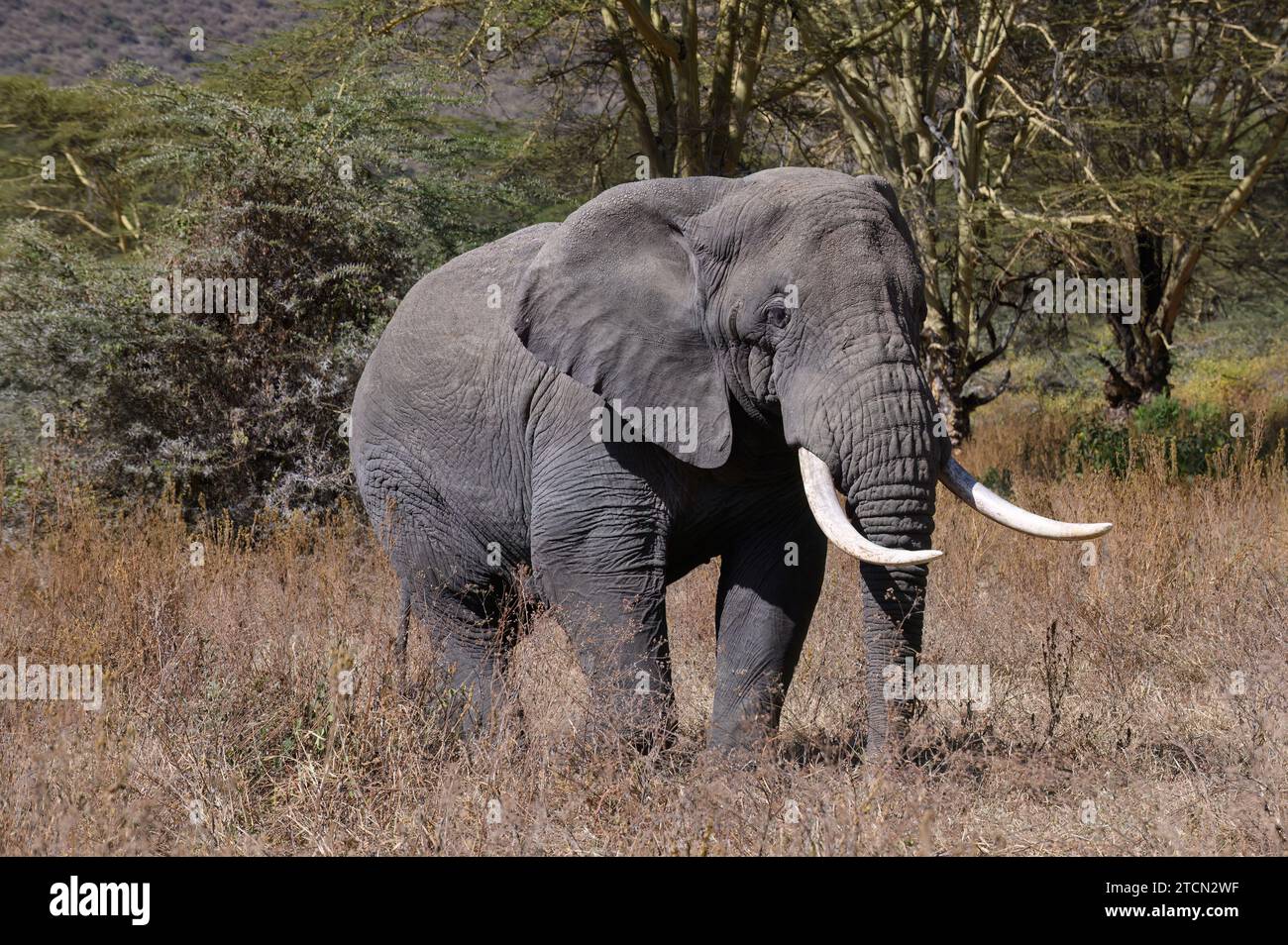 Large male elephant with tusks in musth, walking slowing through the ...