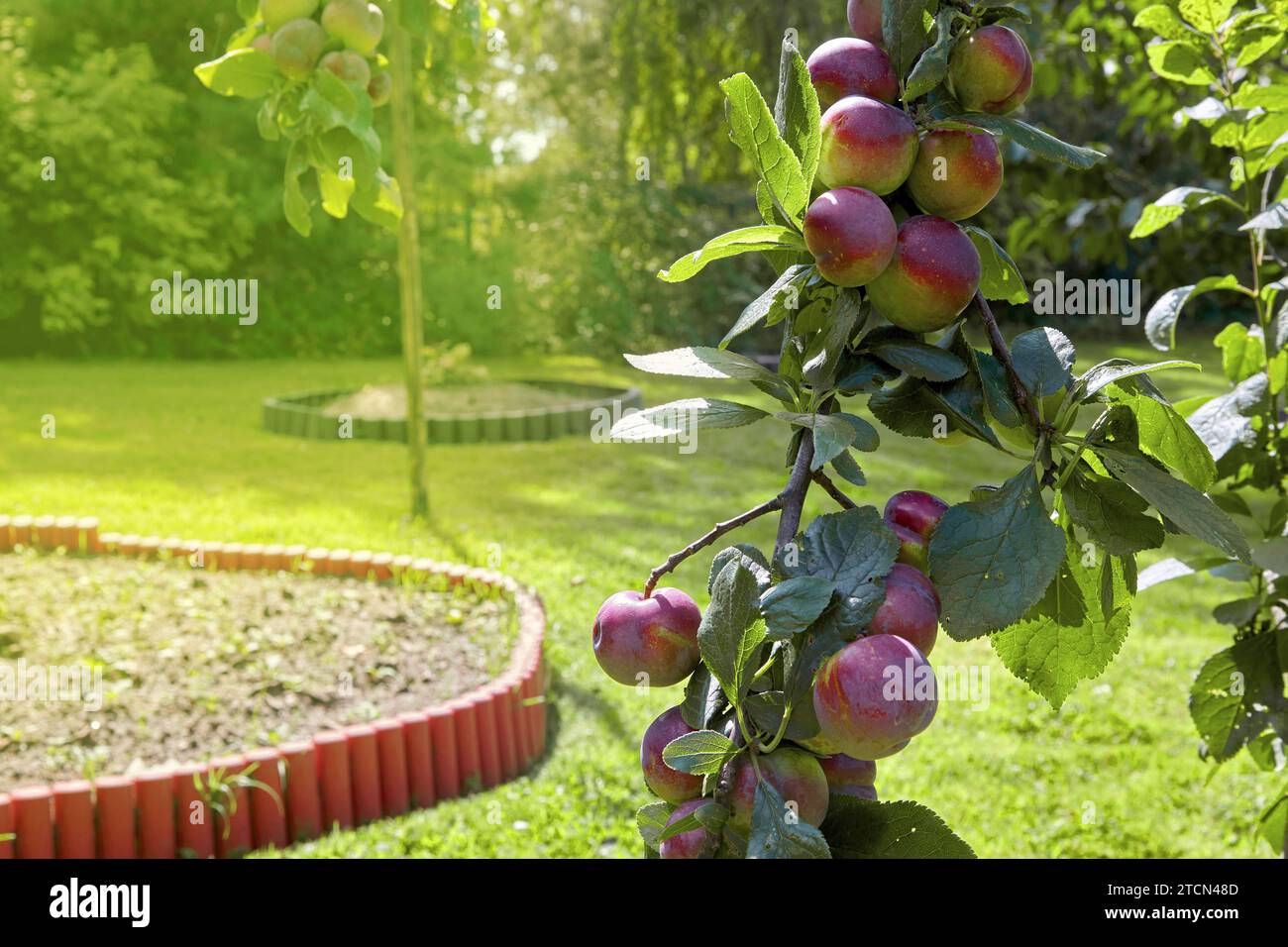A branch of a plum tree with large plum fruits in a garden filled with ...
