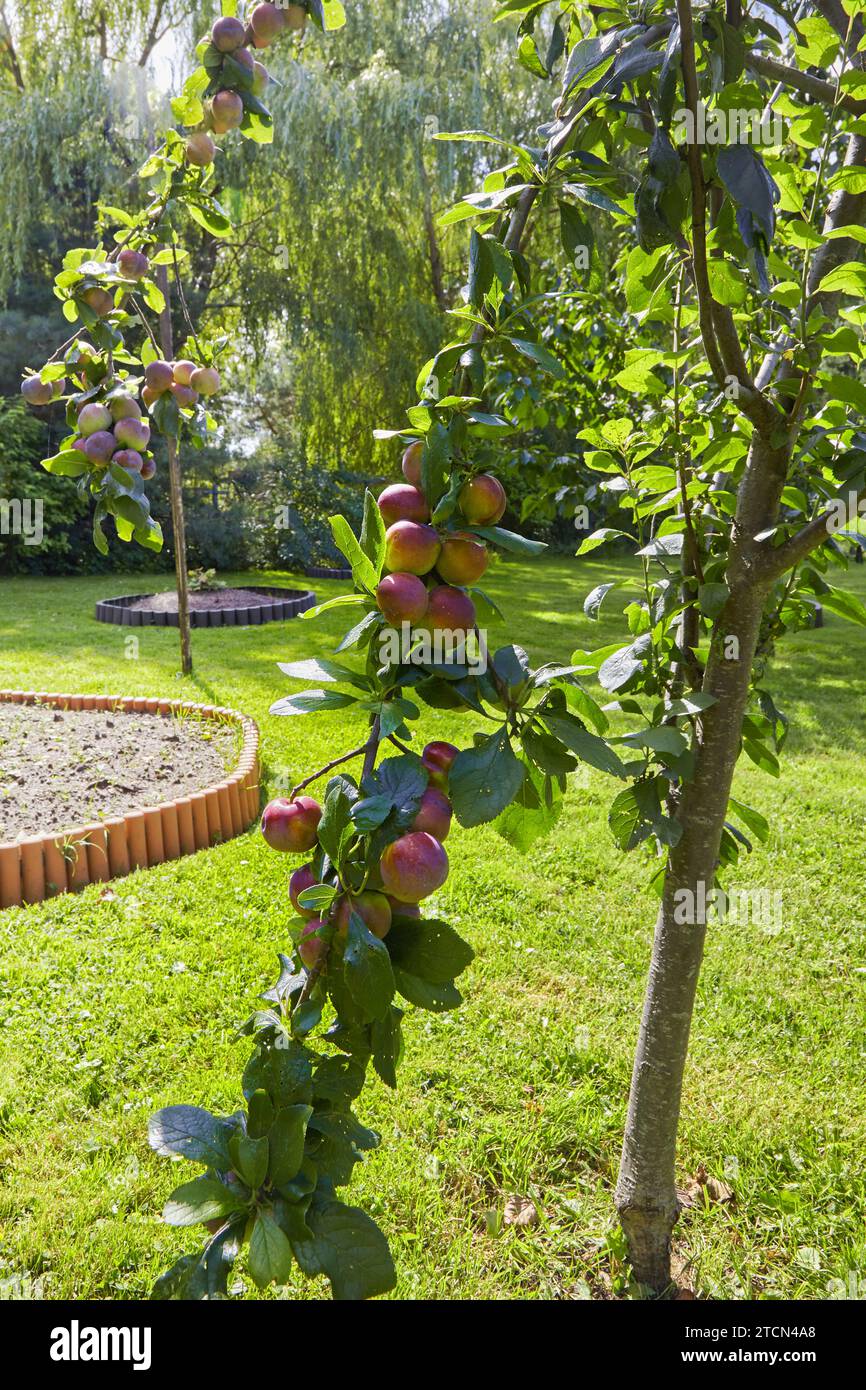 Large plum tree garden fruit hi-res stock photography and images - Alamy