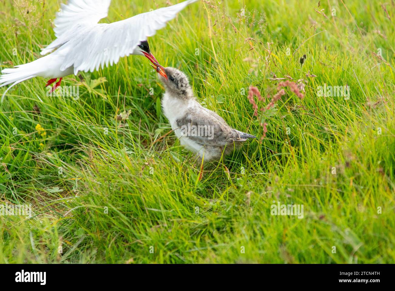 Vogel brut hi-res stock photography and images - Alamy