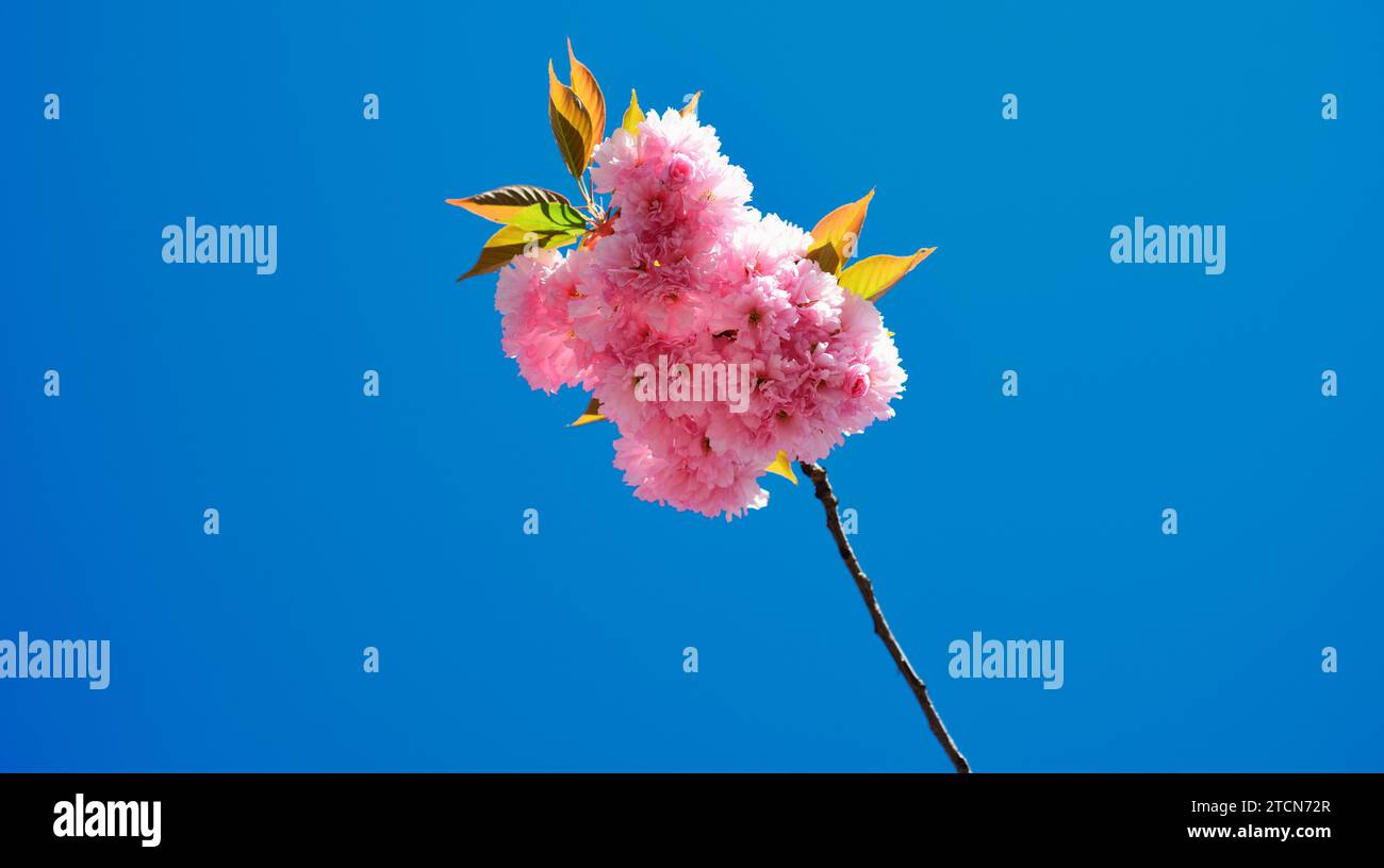 Cherry blossom. Sacura cherry-tree. For easter and spring greeting ...