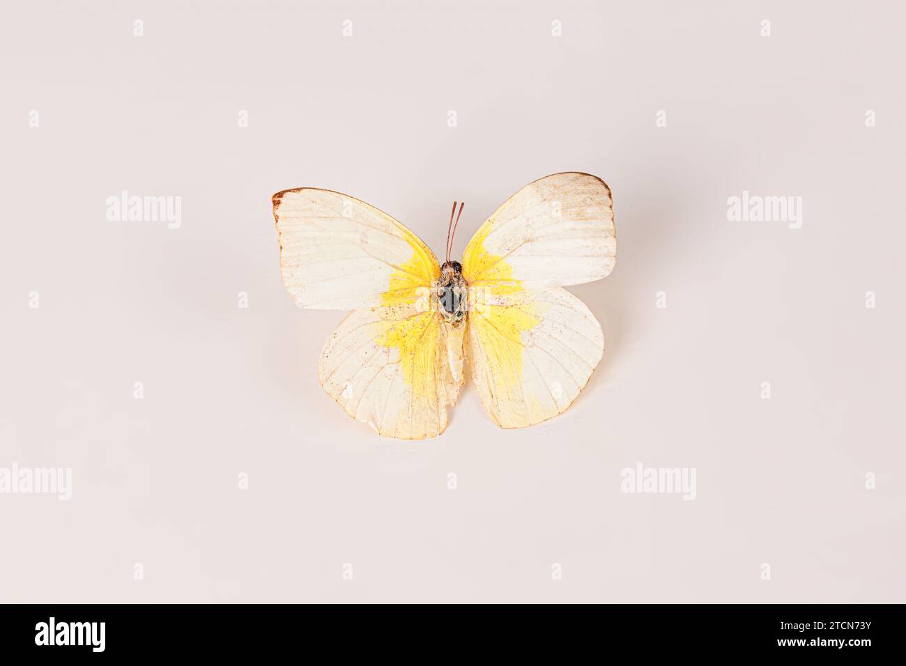 Clouded yellow butterfly flight hi-res stock photography and images - Alamy
