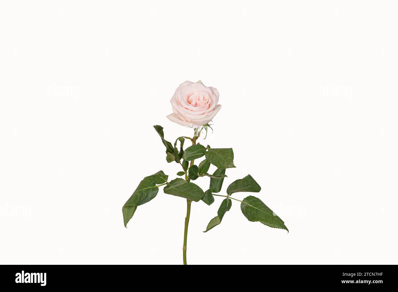 one beautiful blooming pale pink rose isolated on white background ...