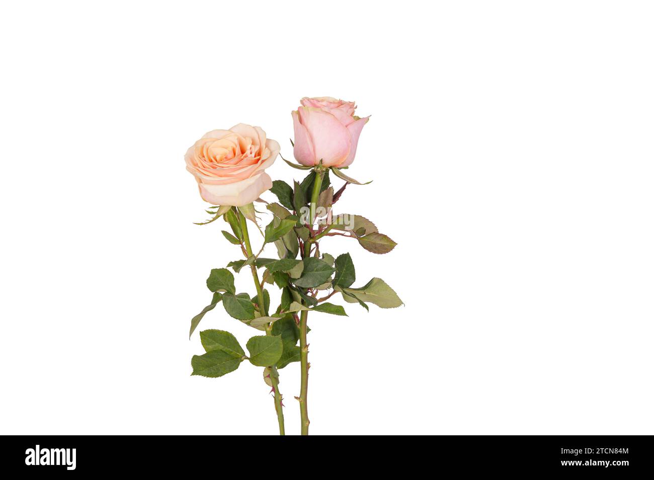 two beautiful blooming pale pink roses isolated on white background ...