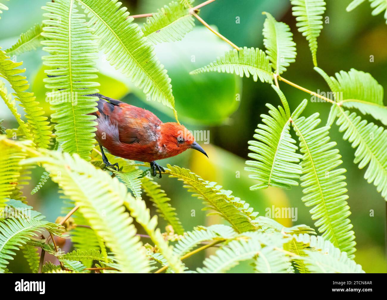 Honeycreeper hawaii hi-res stock photography and images - Alamy