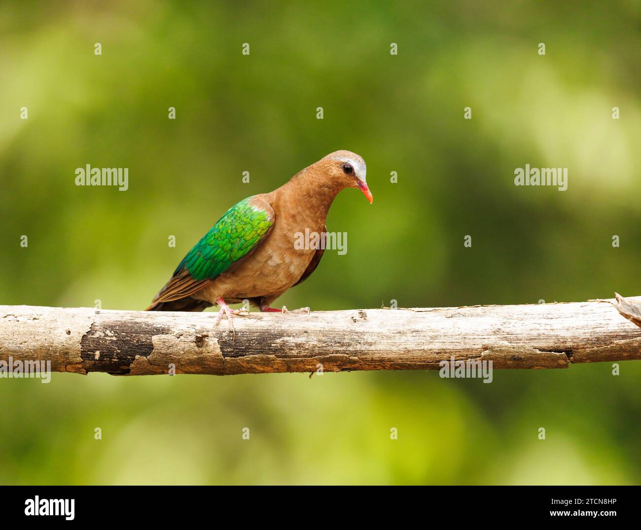 Common asian emerald dove hi-res stock photography and images - Alamy