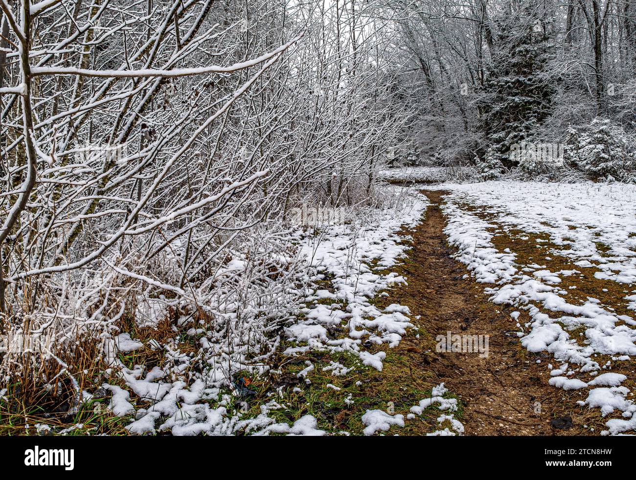 Boreal forest in winter hi-res stock photography and images - Alamy