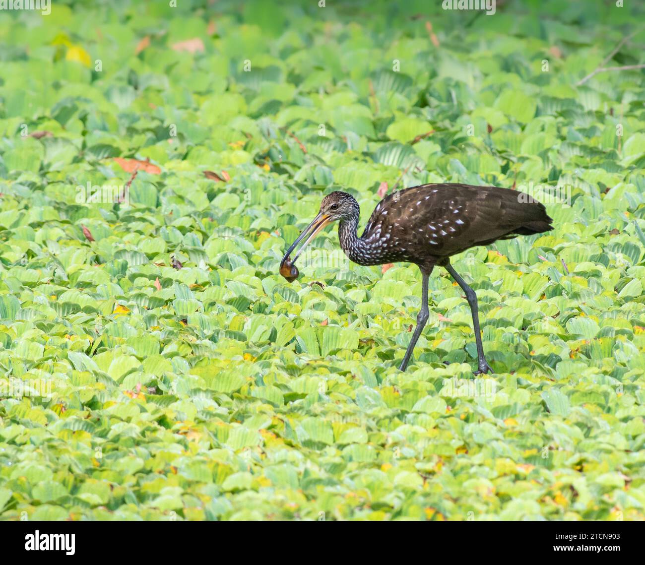 Family limpkins hi-res stock photography and images - Alamy