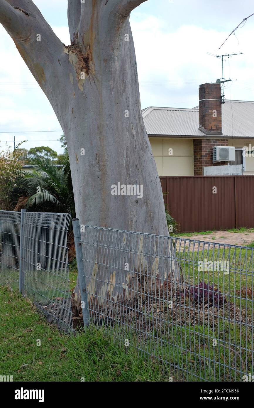 The trunk of a large gum tree on the property line of a front yard with ...