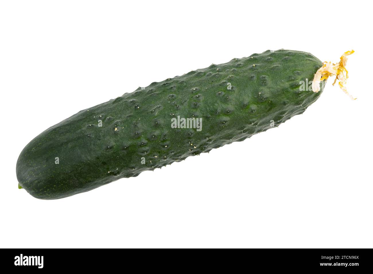 fresh raw cucumber isolated on white background with clipping path ...