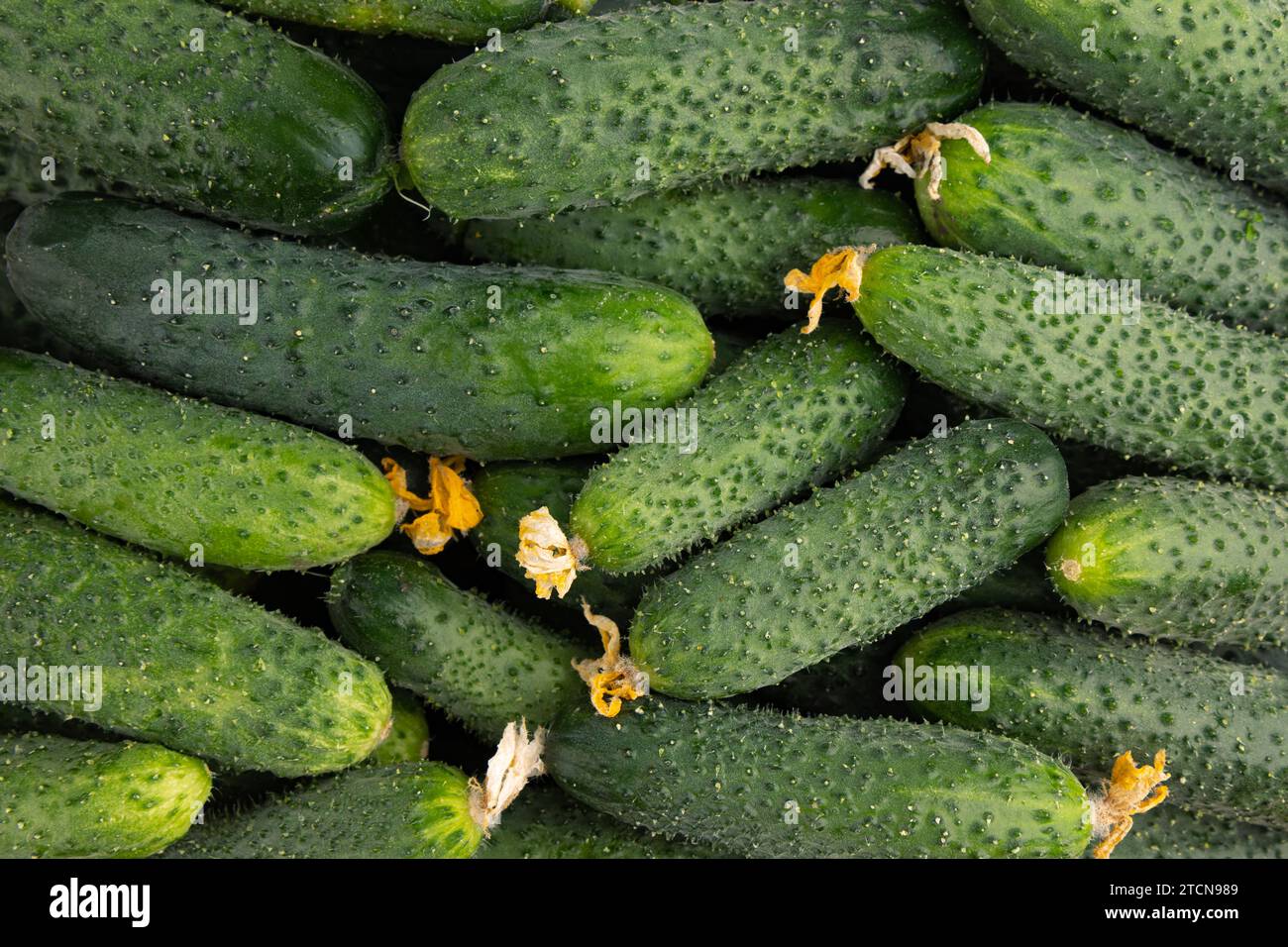 many green fresh cucumbers, top view, background of ripe vegetables ...