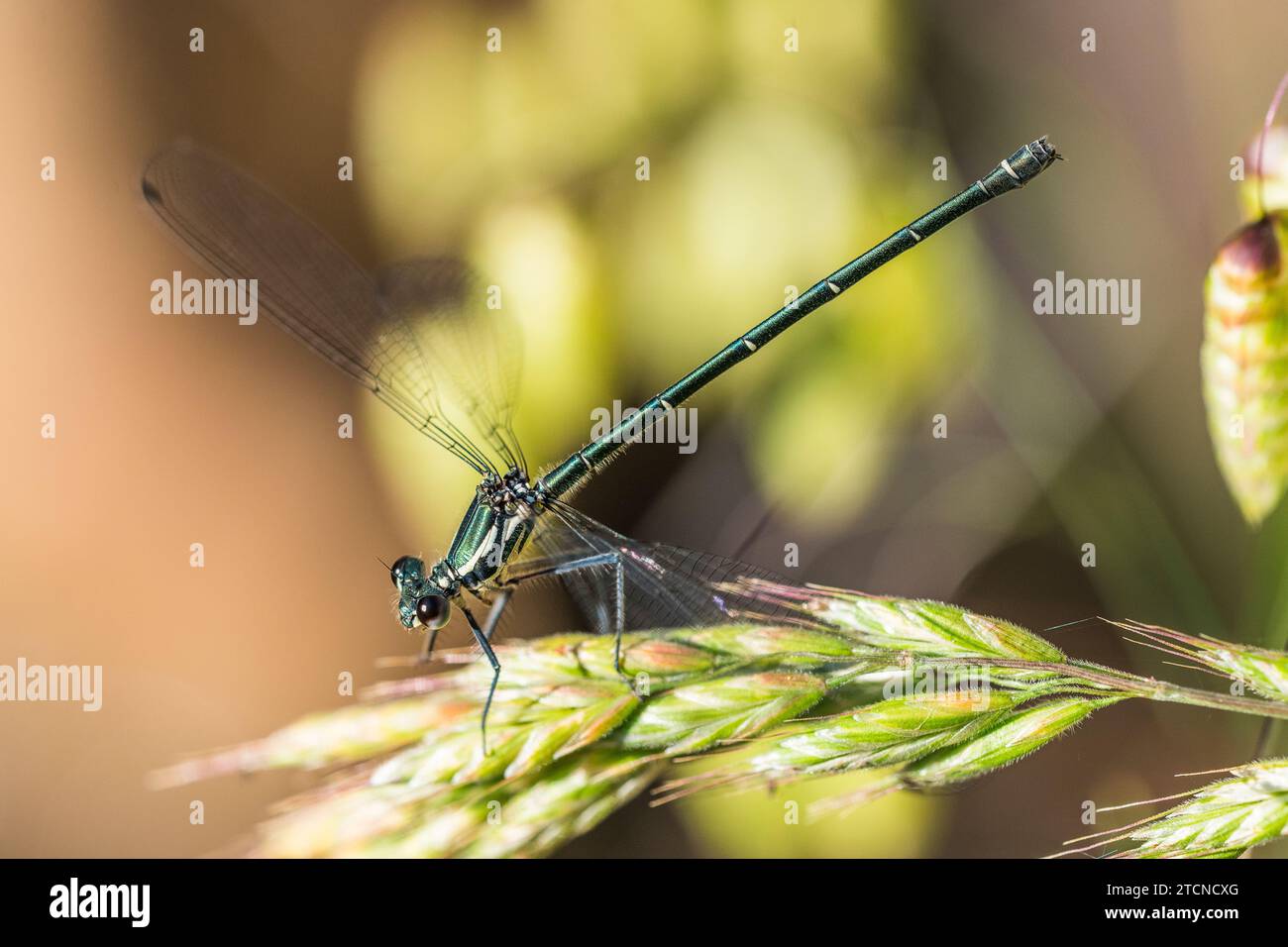 Griseargiolestes griseus: The Australian Megapodagrionidae Dragonfly ...