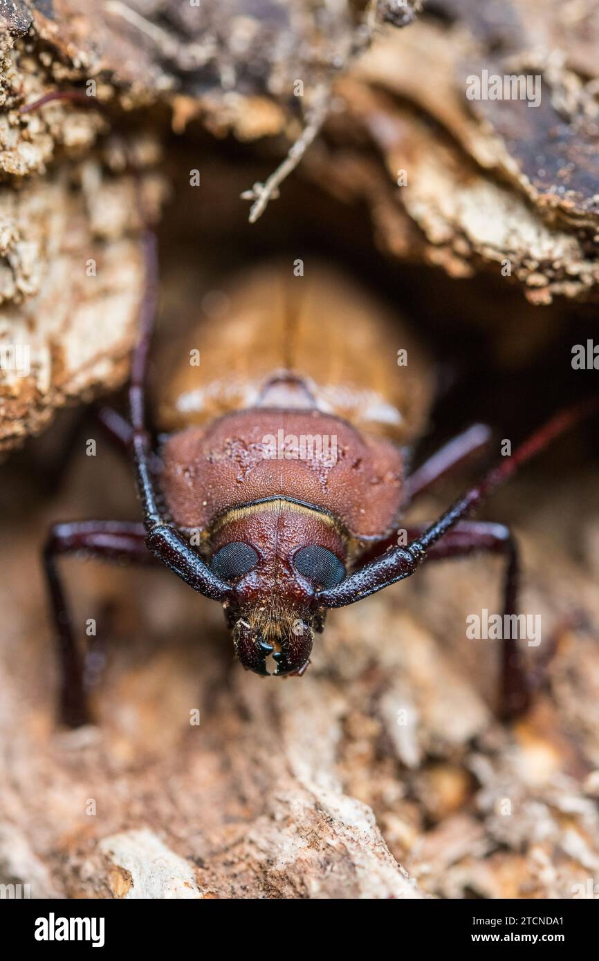In a defensive stance, Agrianome spinicollis, the Australian Prionine ...