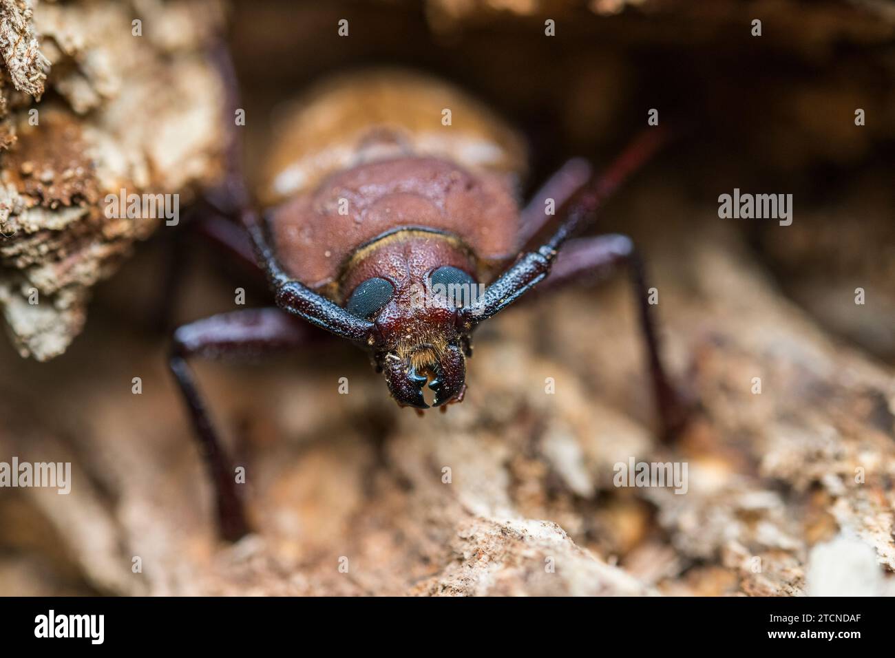 In a defensive stance, Agrianome spinicollis, the Australian Prionine ...