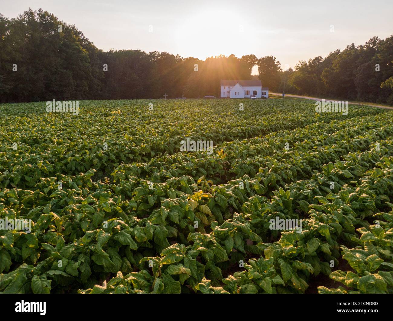 drone images of a north carolina tobacco field on a late summer ...