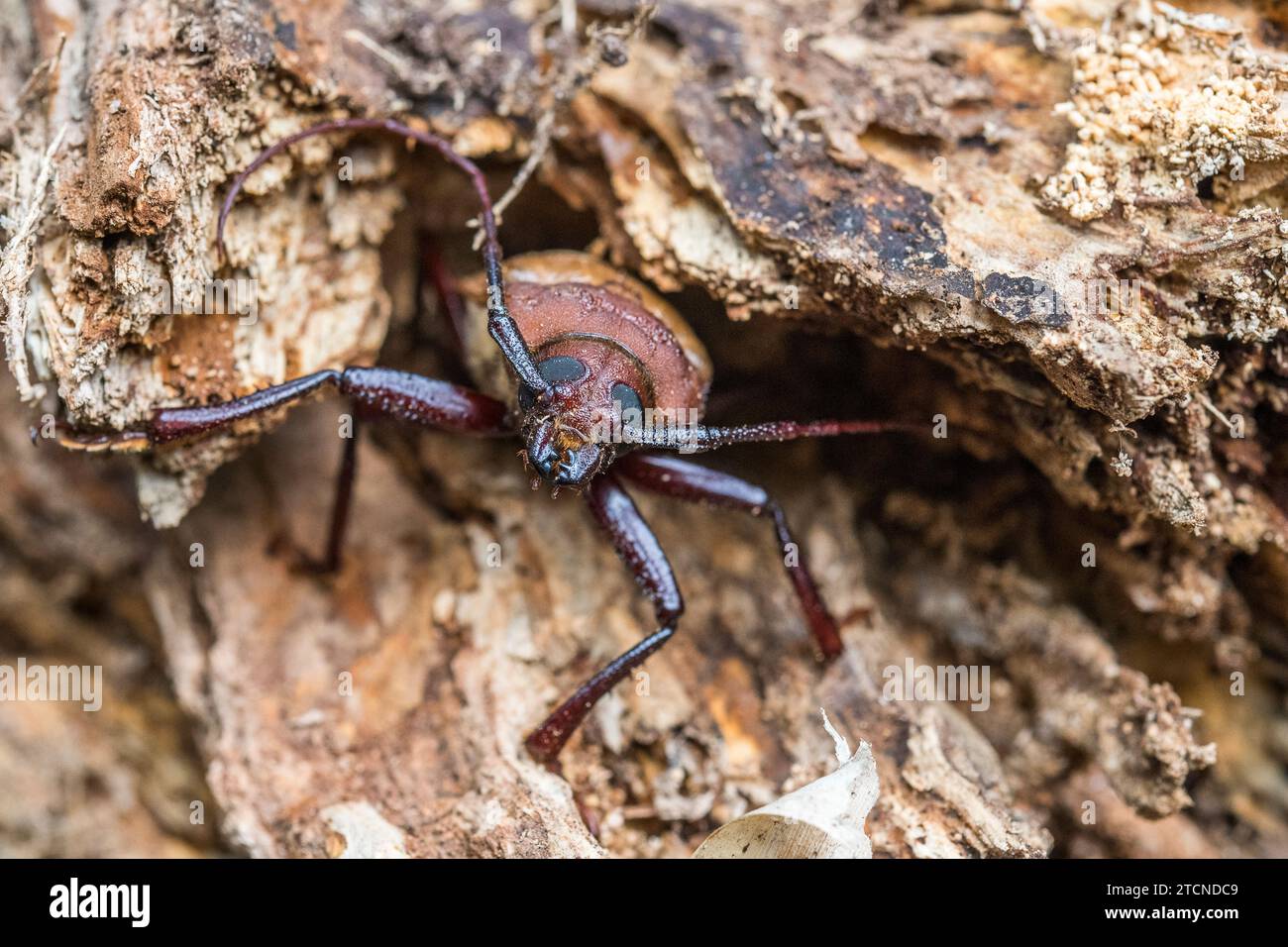 In a defensive stance, Agrianome spinicollis, the Australian Prionine ...