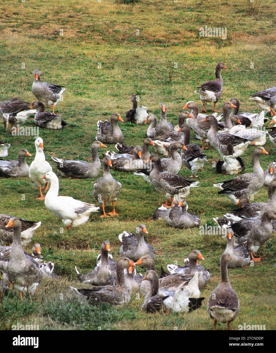 Fois gras farming hi-res stock photography and images - Alamy