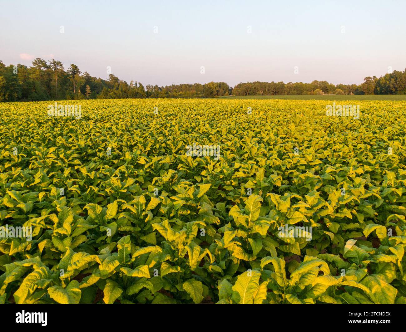 drone images of a north carolina tobacco field on a late summer ...