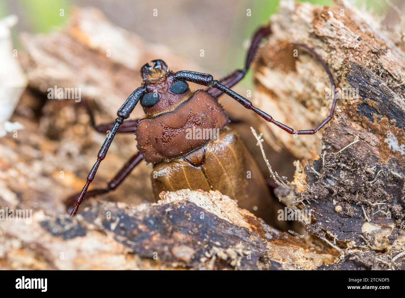 In a defensive stance, Agrianome spinicollis, the Australian Prionine ...