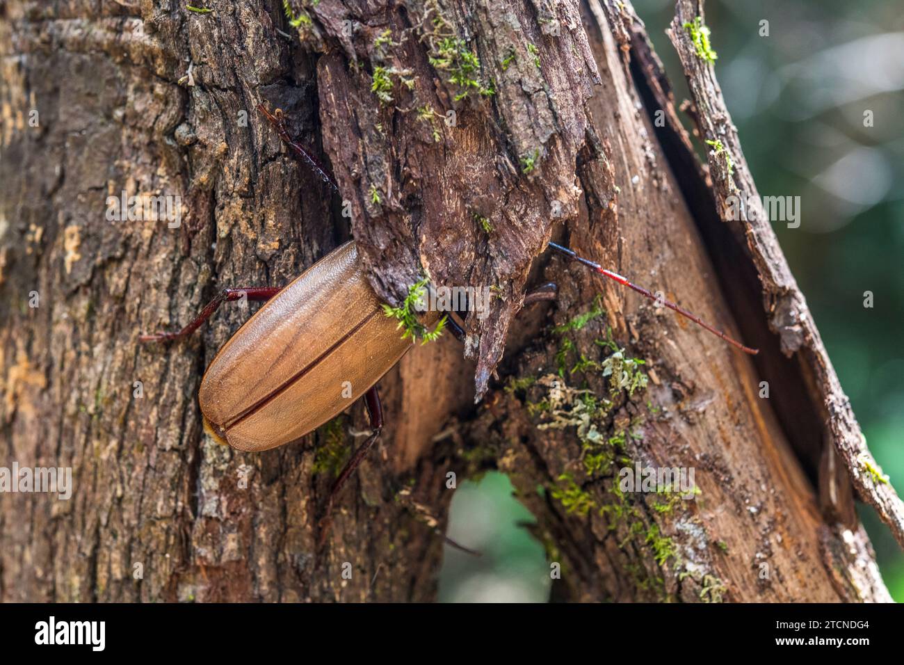 Agrianome spinicollis, the Australian Prionine BeetleAgrianome ...