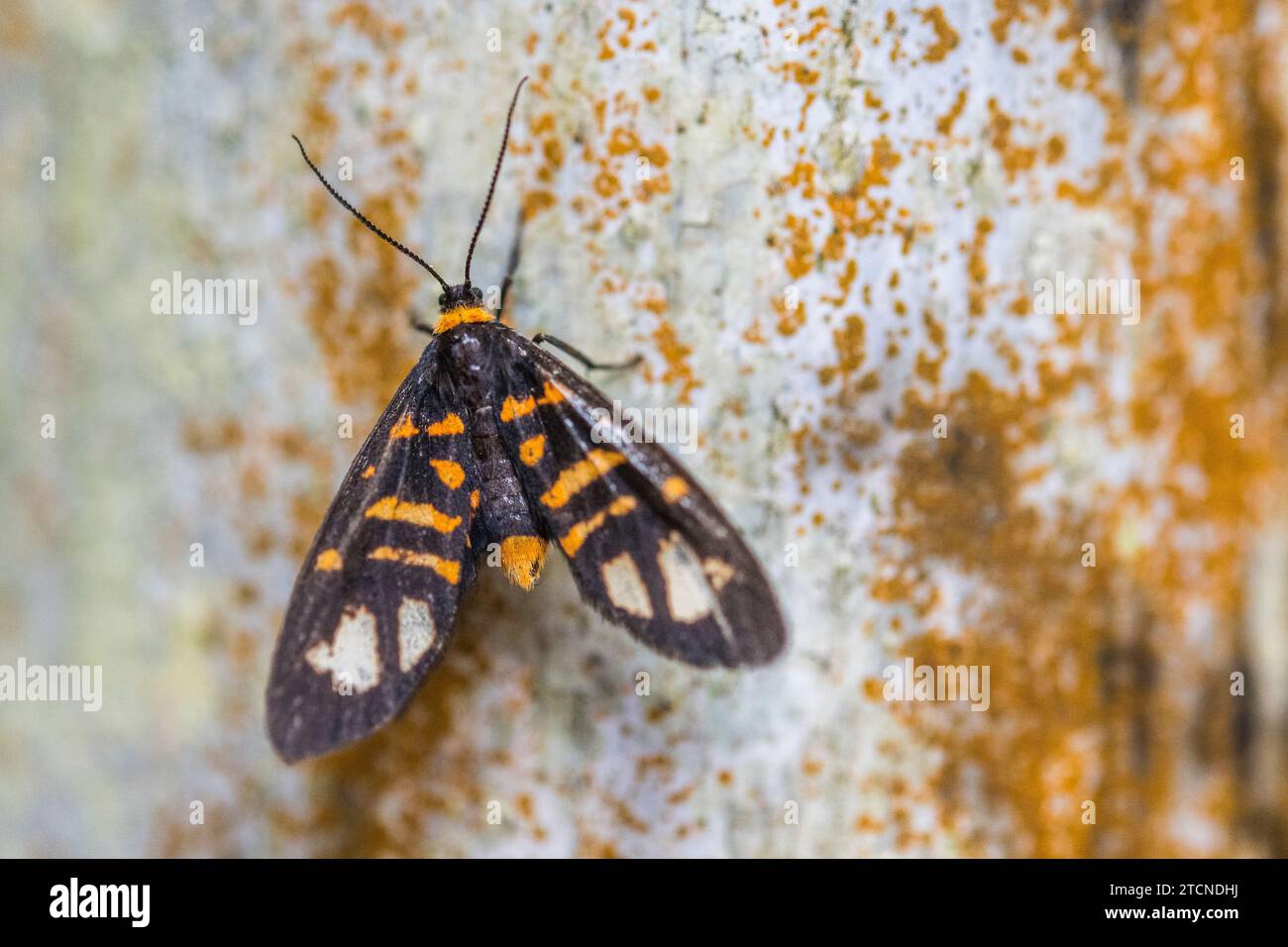 Captivating Camouflage of Asura zebrina, the Eastern Australian Moth ...