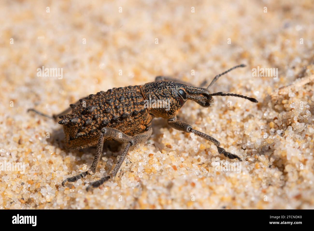 Leptopius duponti, Broad-Back Weevil Stock Photo - Alamy