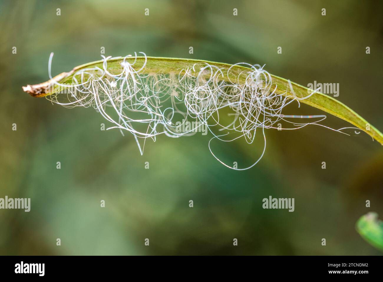 Intricate View of Aleurodicus destructor Nymphs, the Coconut Whitefly ...