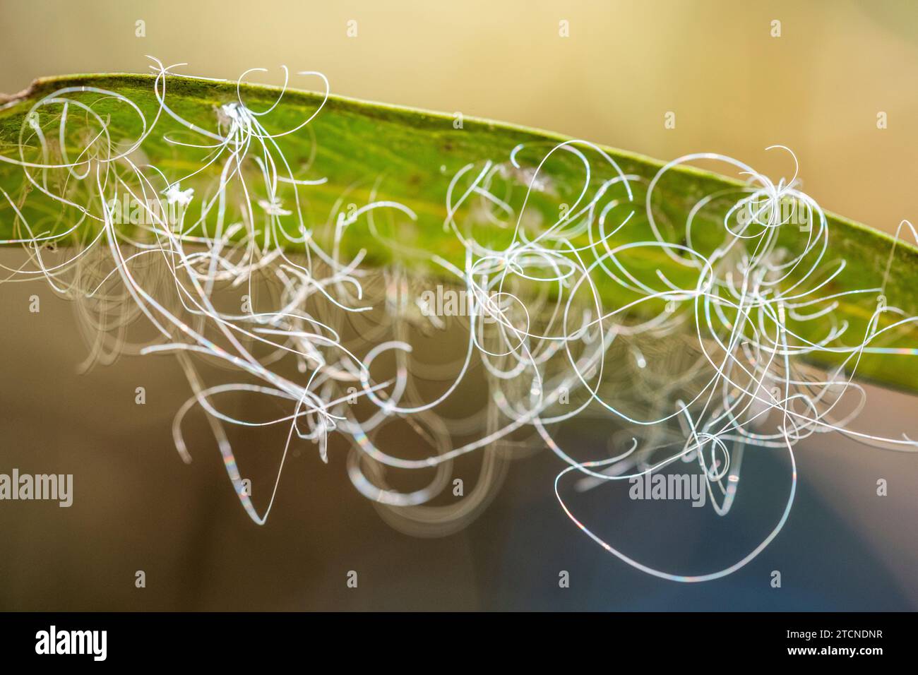 Intricate View of Aleurodicus destructor Nymphs, the Coconut Whitefly ...