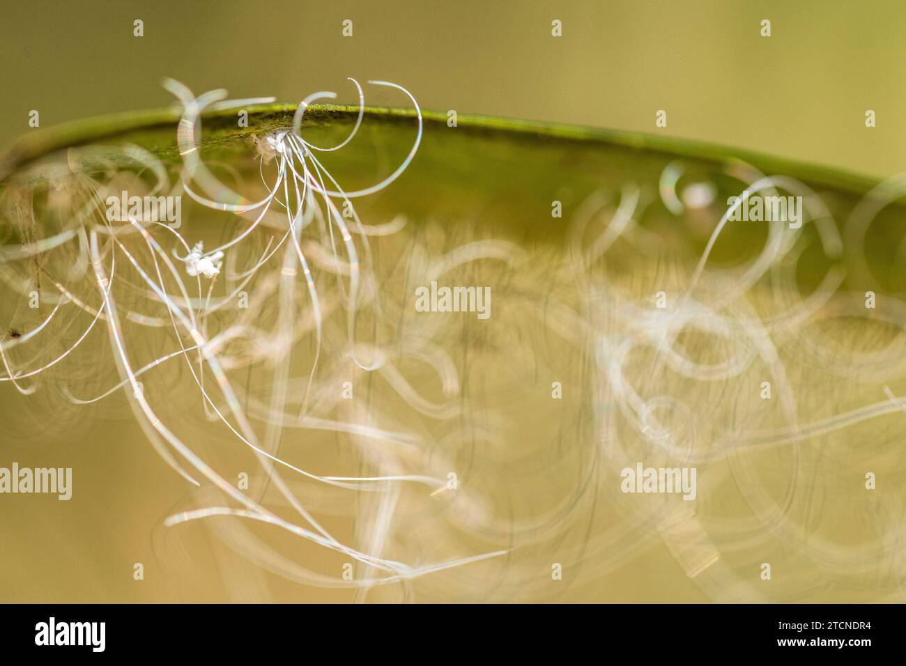 Aleurodicus destructor hi-res stock photography and images - Alamy