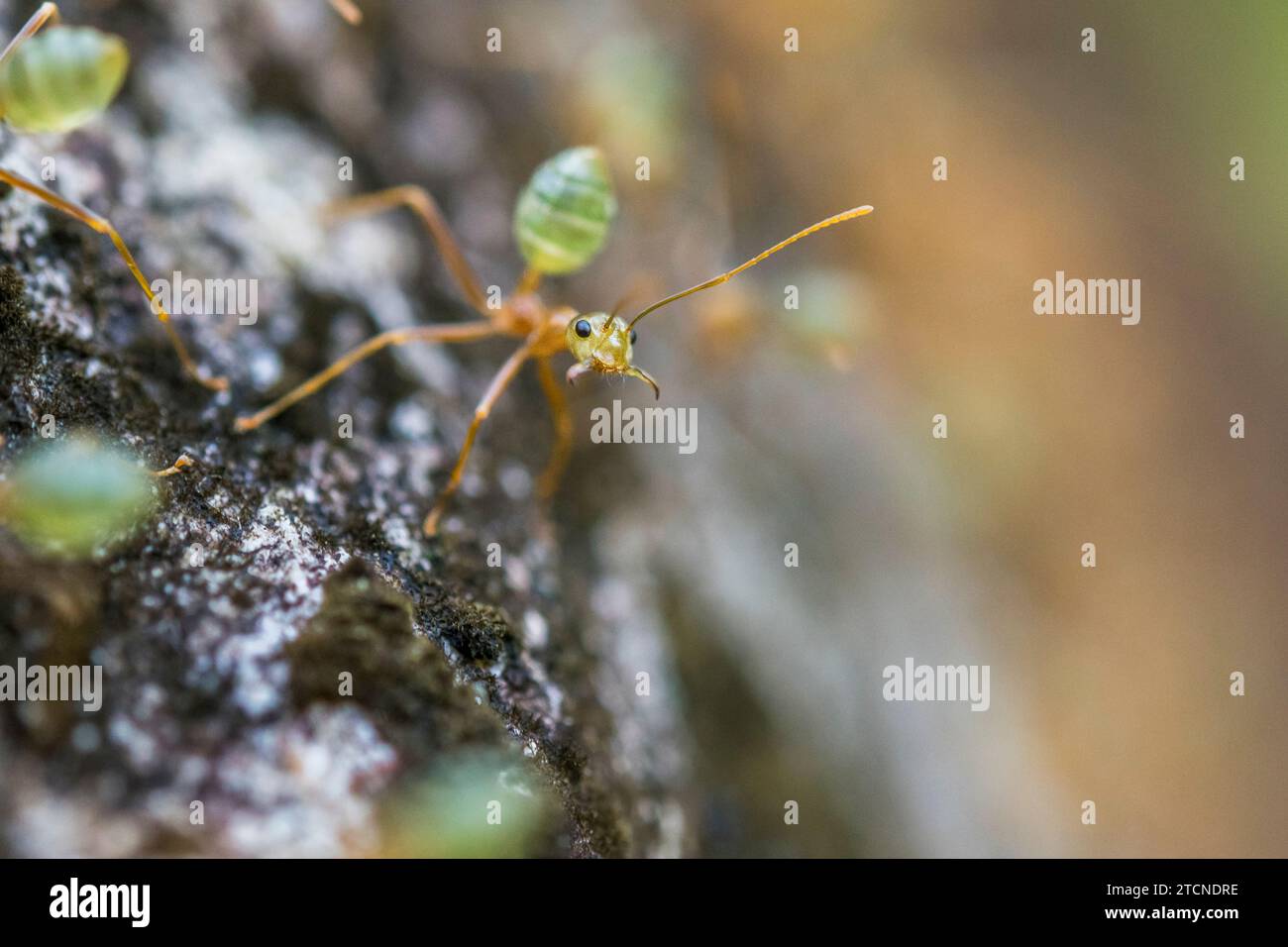 Oecophylla smaragdina: Weaver Ants on Stone Stock Photo - Alamy