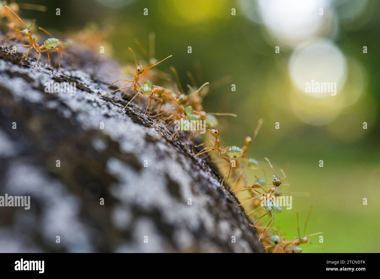 Oecophylla smaragdina: Weaver Ants on Stone Stock Photo - Alamy