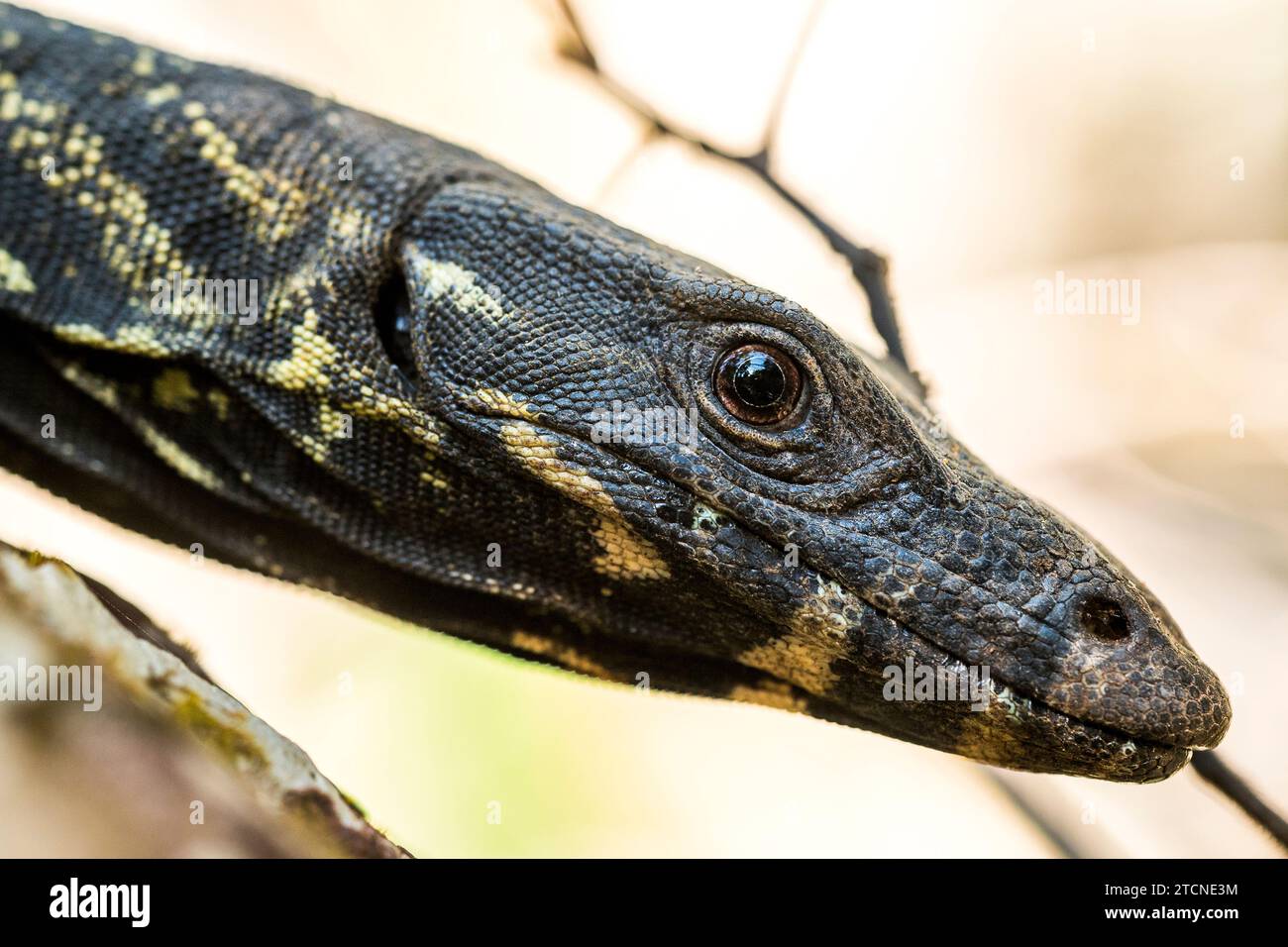 Varanus varius Portrait: The Australian Monitor Lizard Stock Photo - Alamy